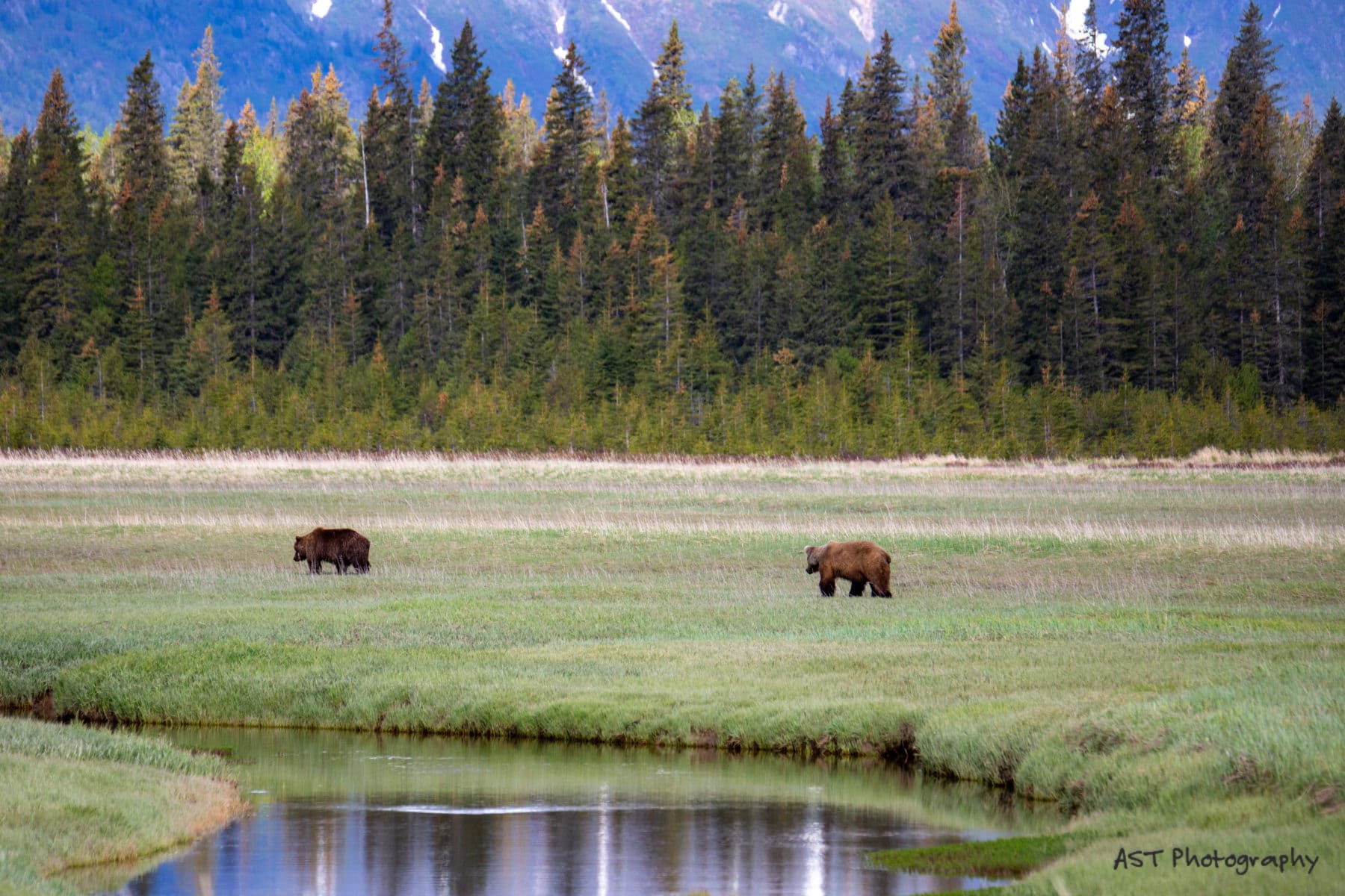 Incredible Bear Viewing in Alaska's Lake Clark National Park