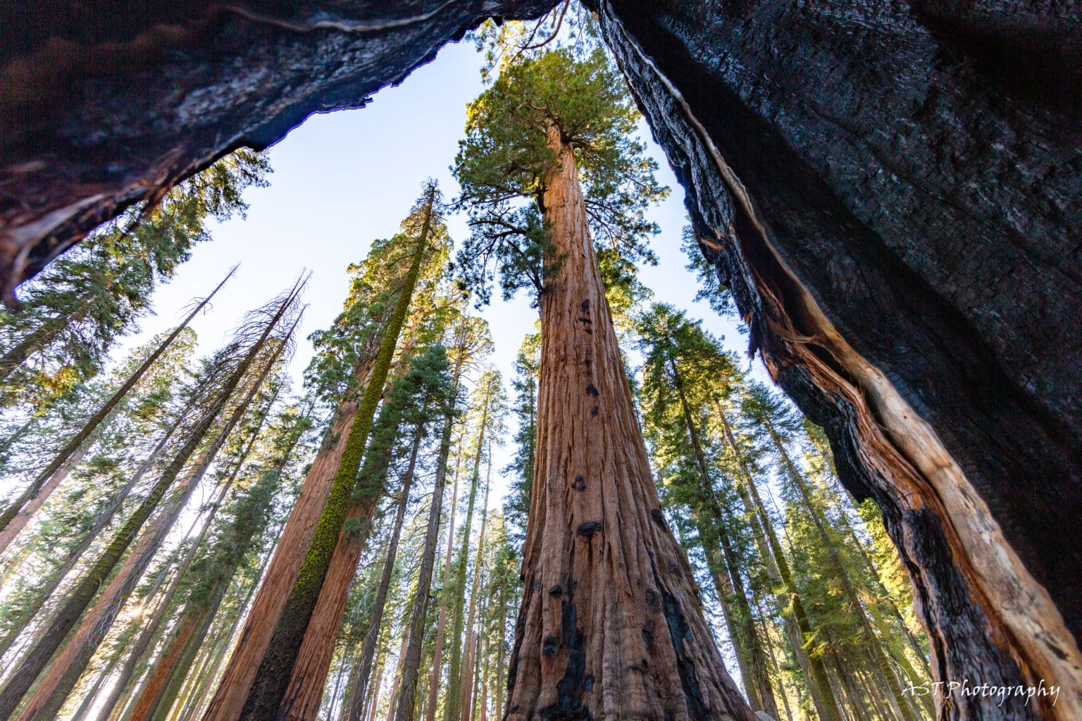 Sequoia National Park Visitor Guide: Everything you need to know