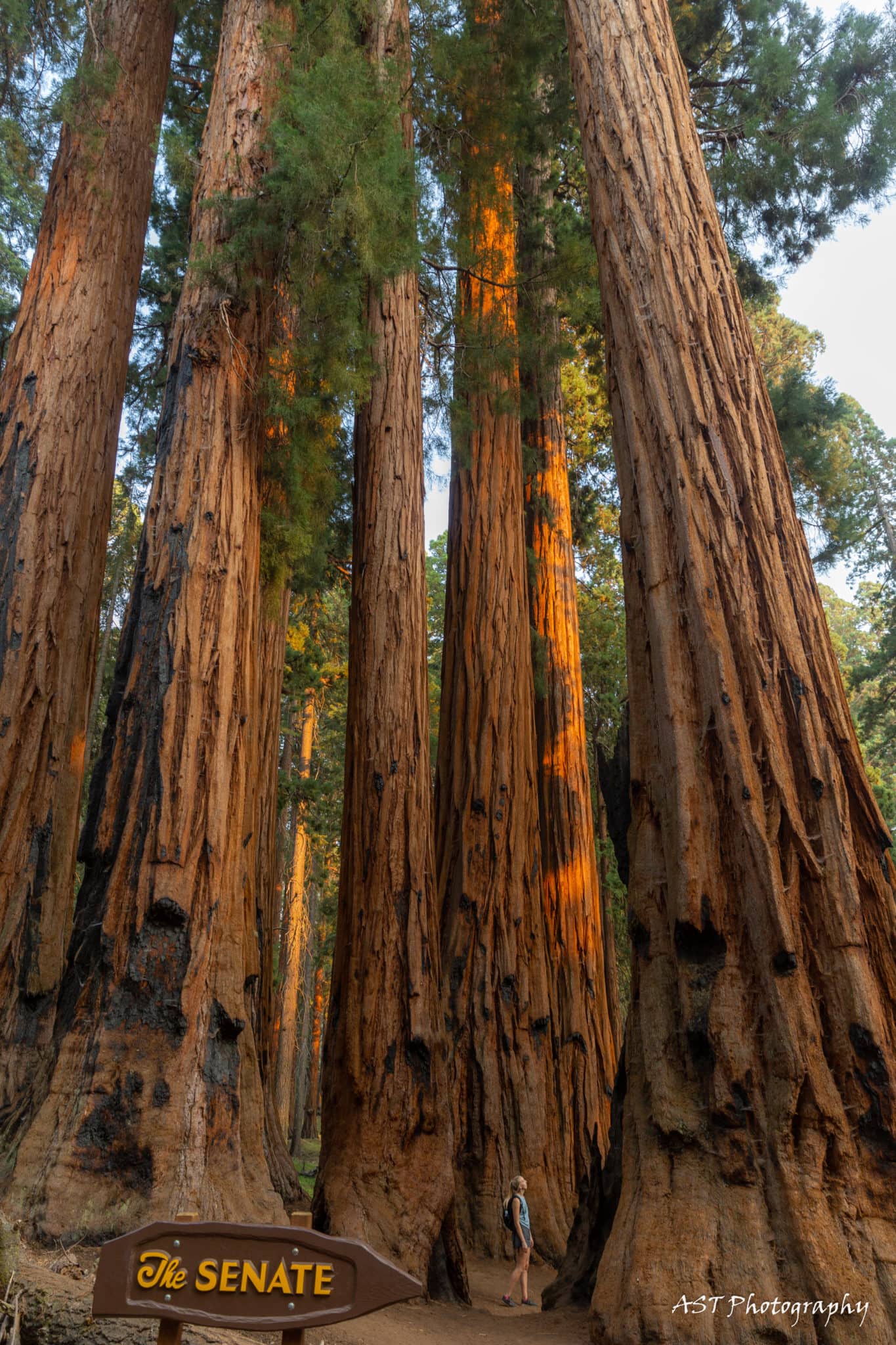 Sequoia National Park Visitor Guide: Everything you need to know