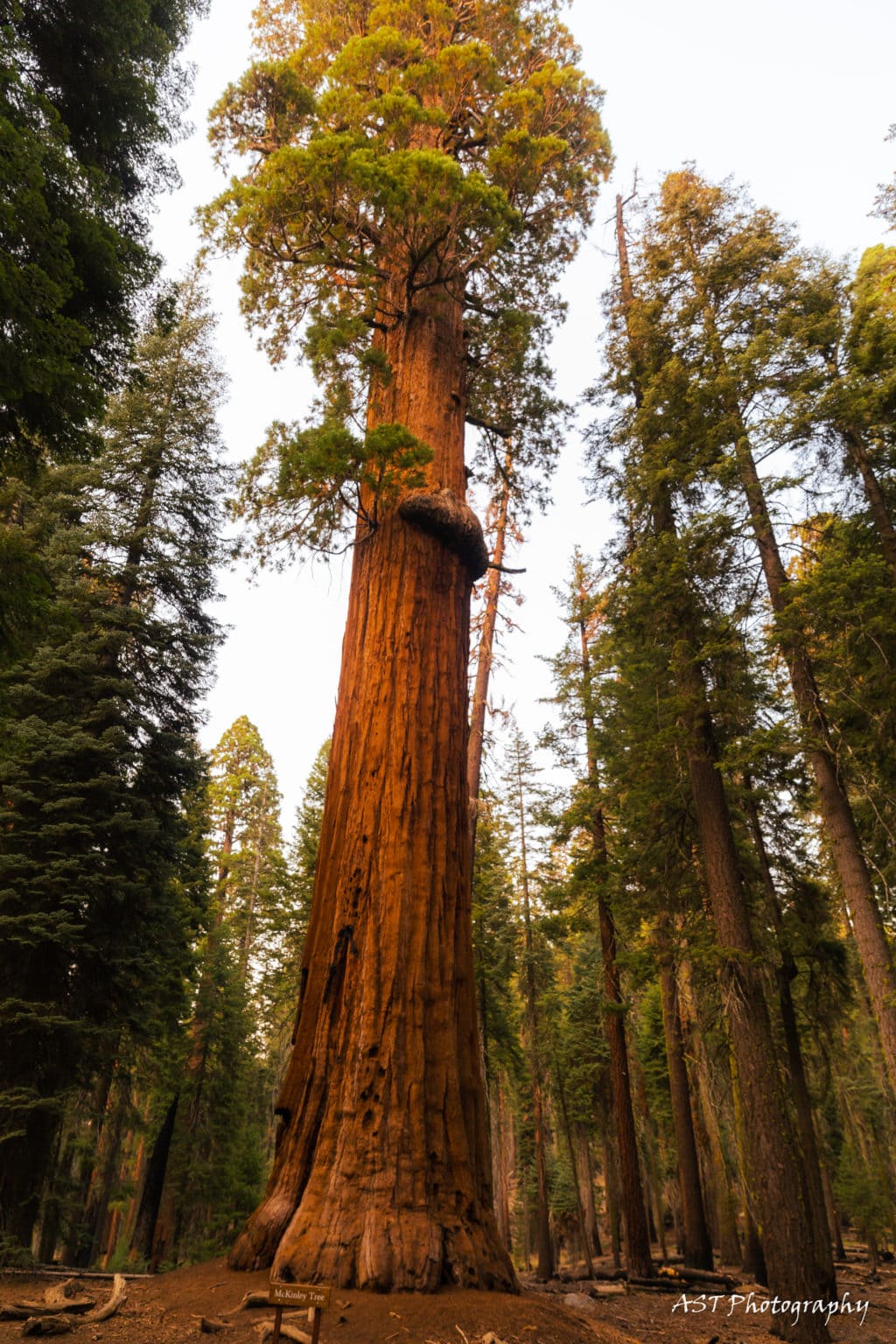 Sequoia National Park Visitor Guide: Everything you need to know