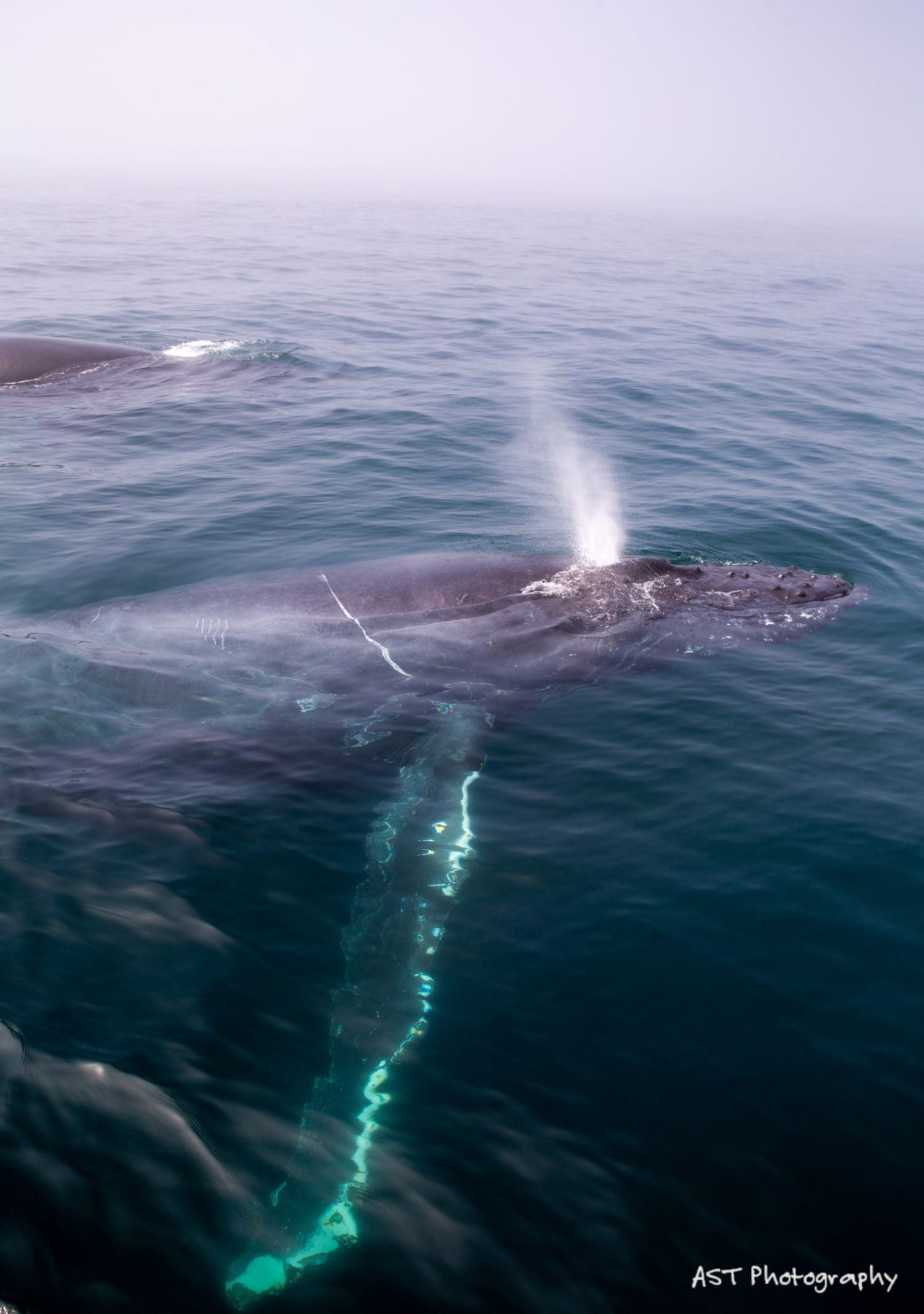 A Guide to Santa Barbara Whale-Watching (with photos)