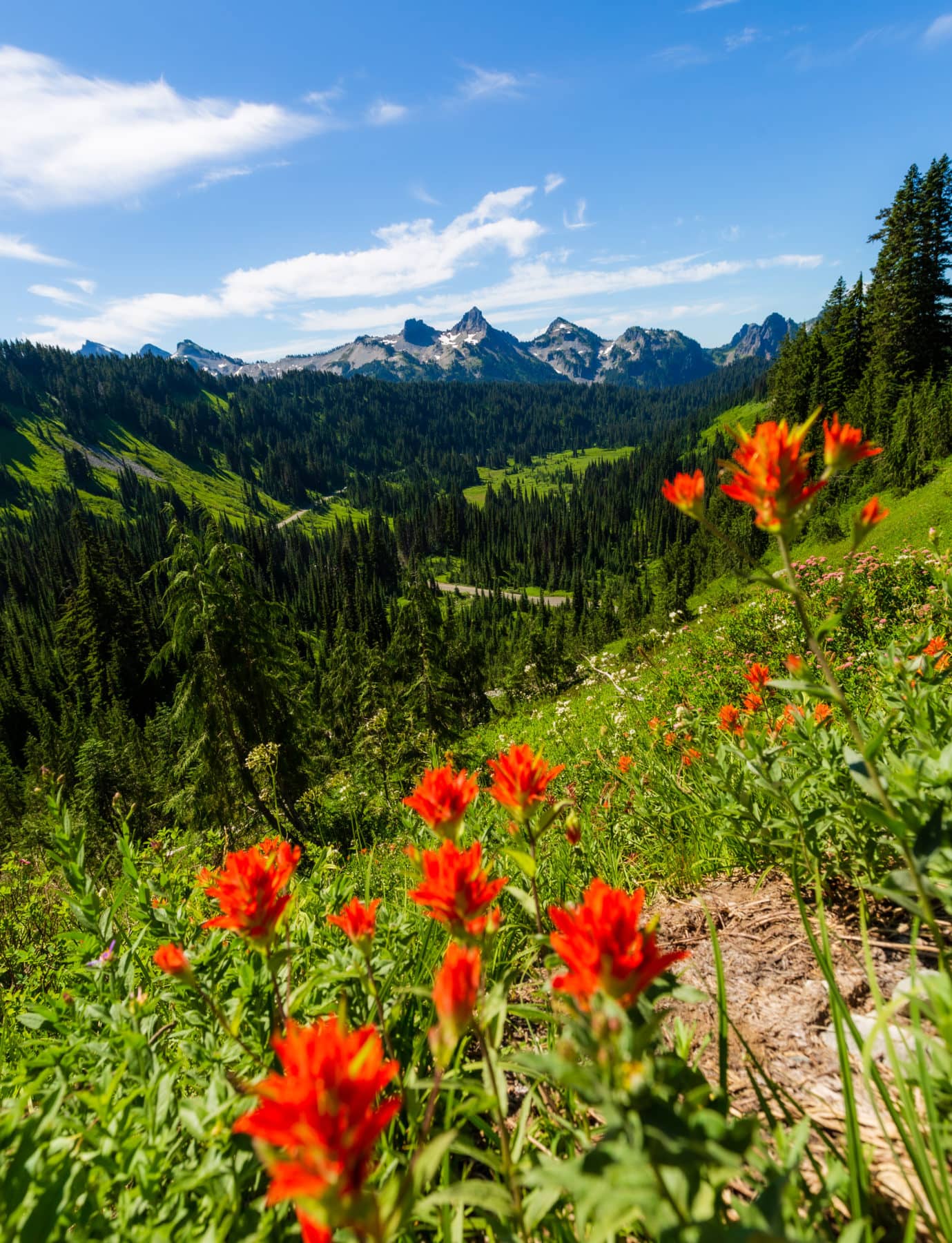 Remarkable wildflowers on the Skyline Loop Trail at Mt Rainier ...