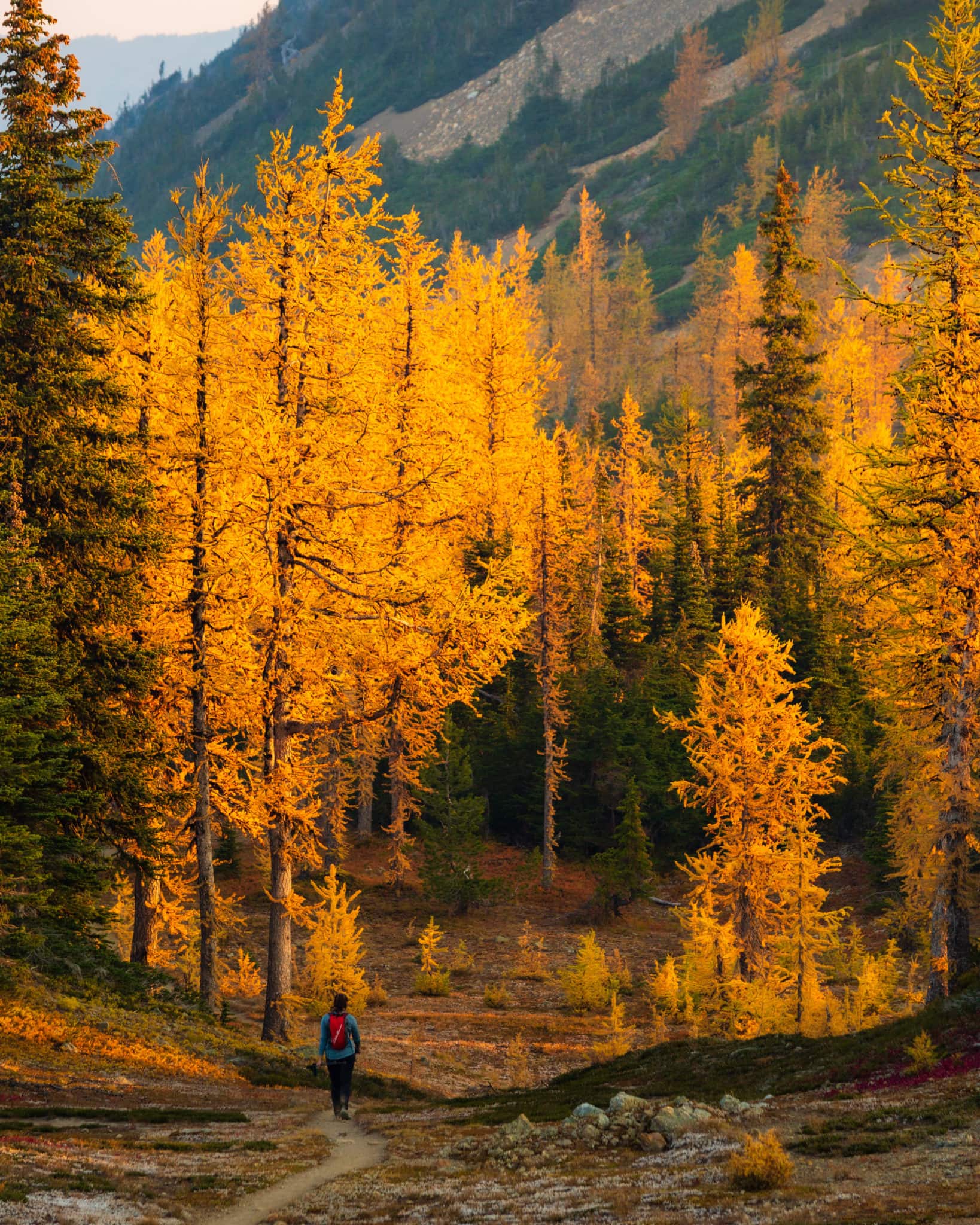 See Amazing Fall Colors Hiking to Grasshopper Pass via PCT