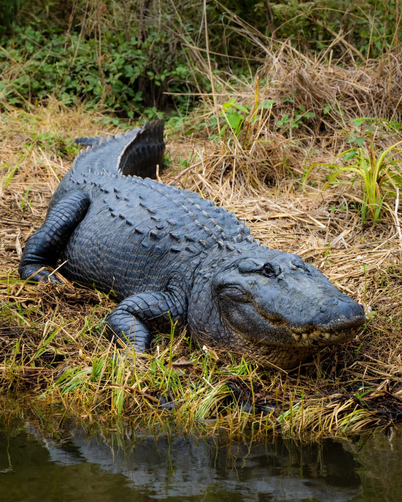 Are there Alligators in Texas? Absolutely and here's where to find them ...