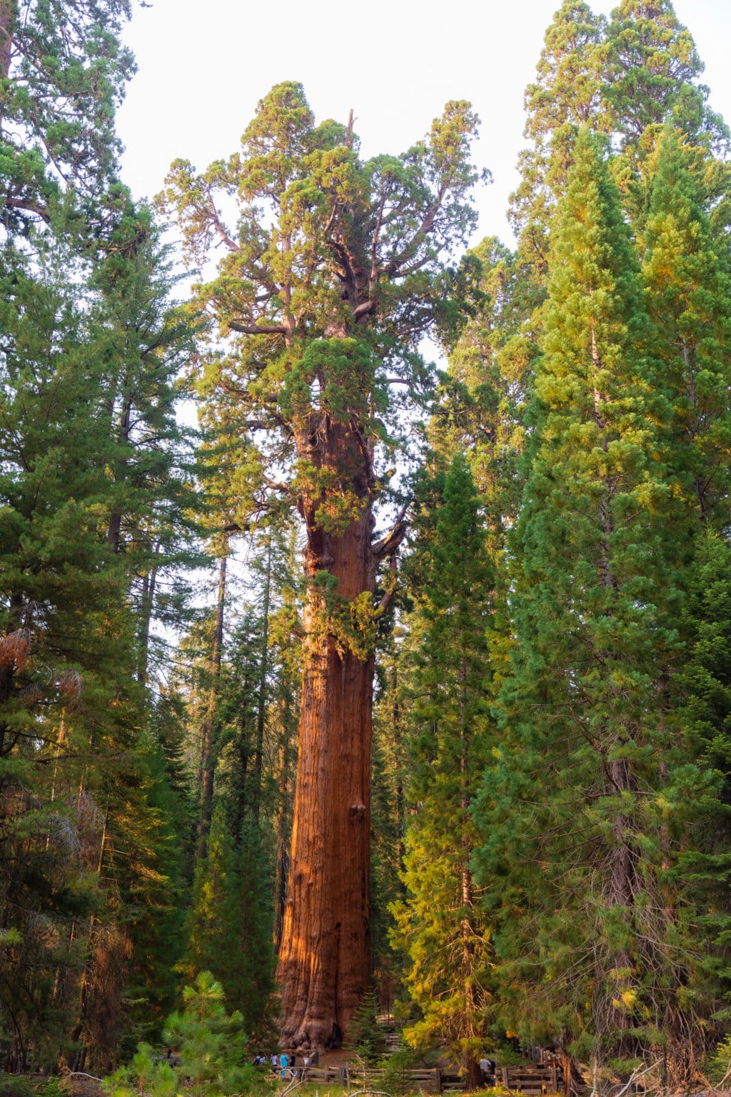 Ultimate Guide to the General Sherman Tree in Sequoia National Park