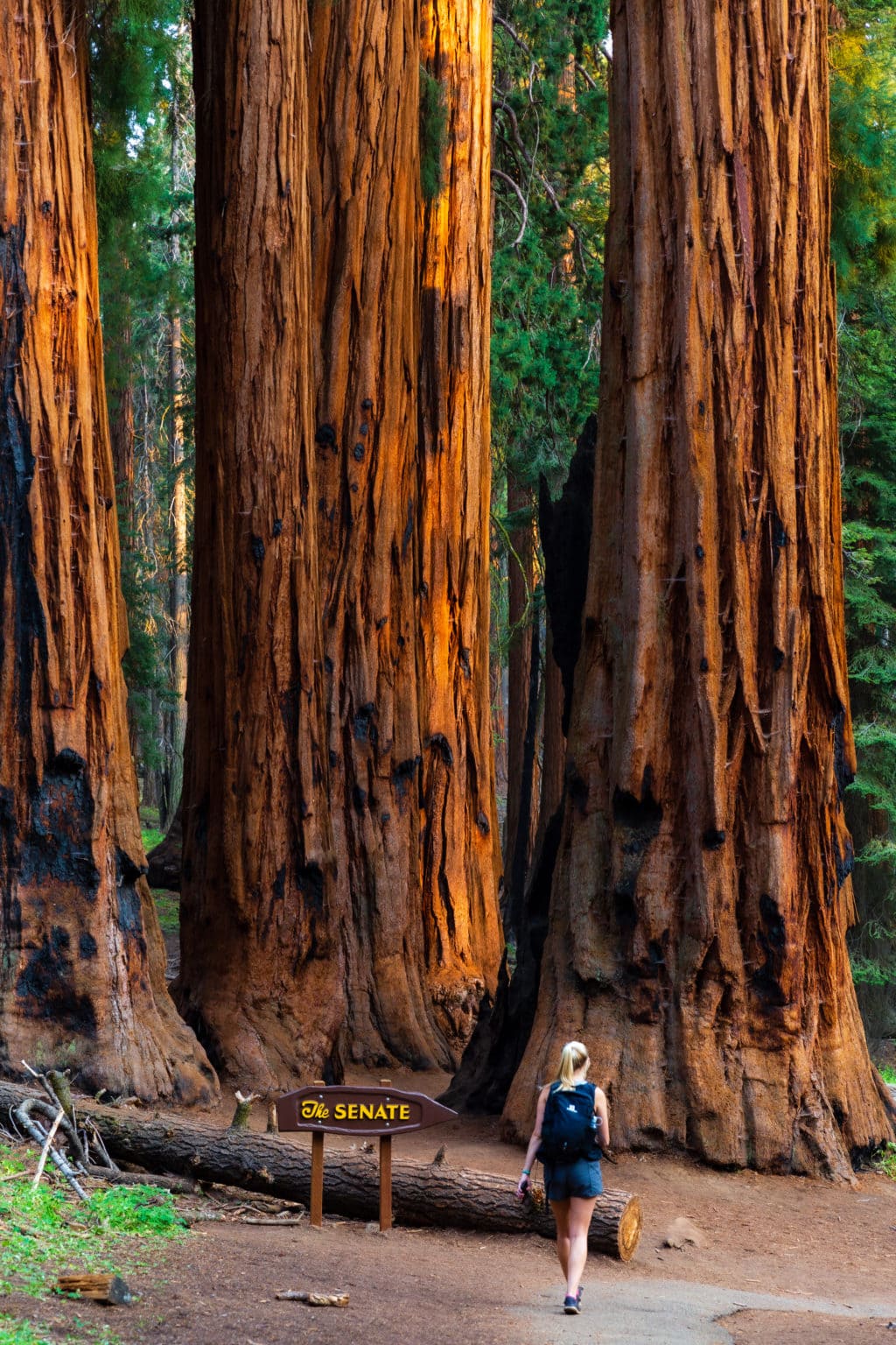 Ultimate Guide to the General Sherman Tree in Sequoia National Park