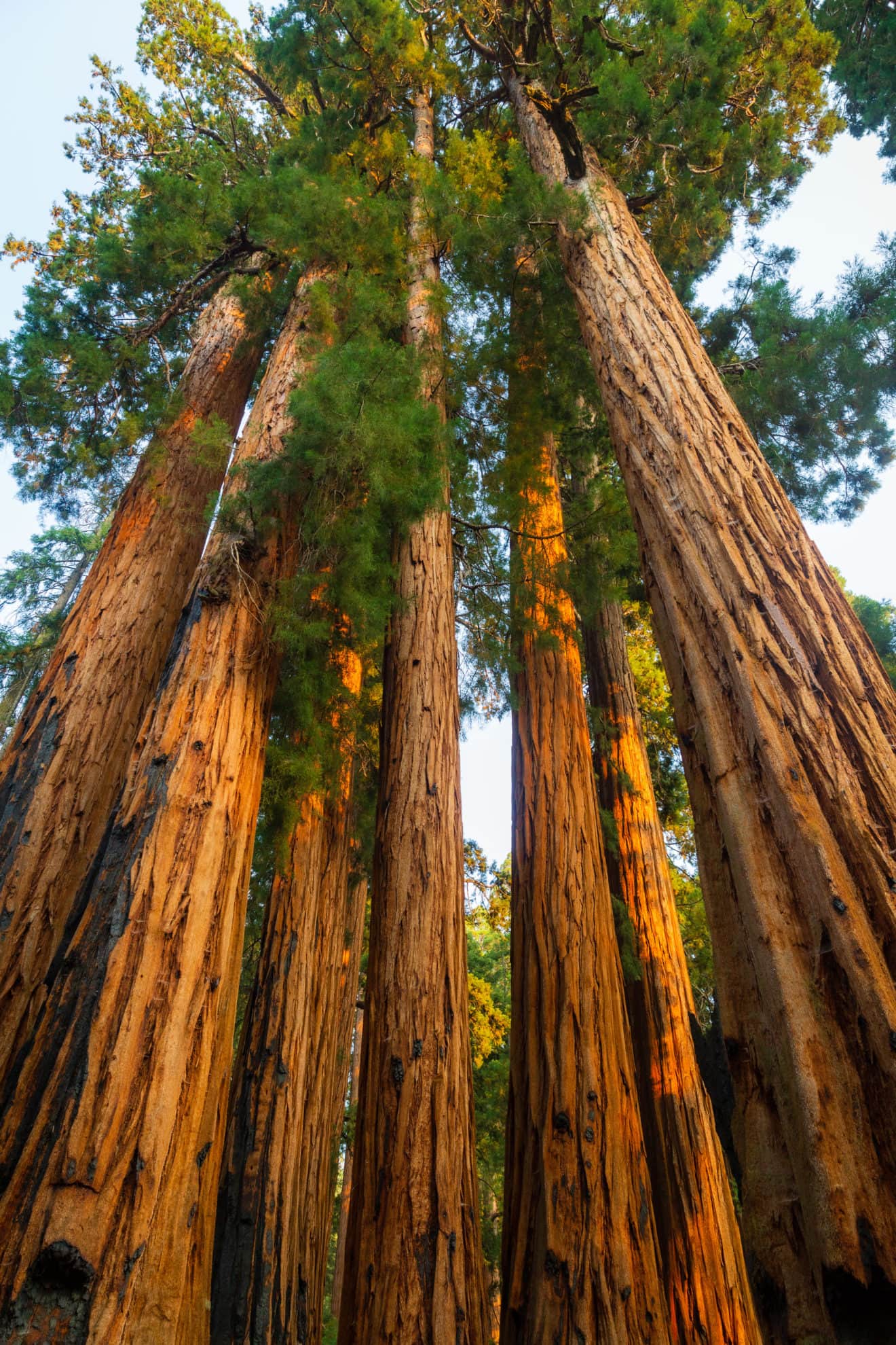 Ultimate Guide to the General Sherman Tree in Sequoia National Park