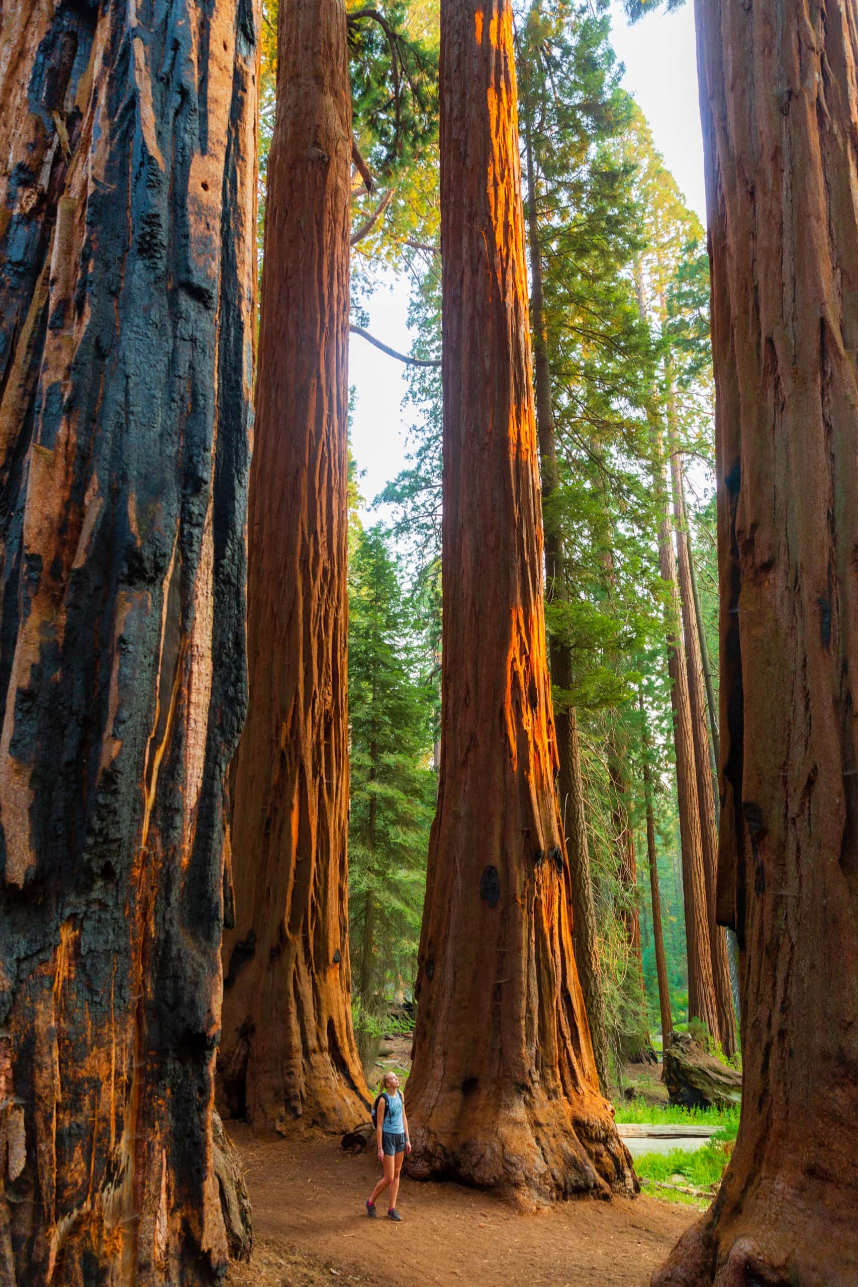 Ultimate Guide to the General Sherman Tree in Sequoia National Park