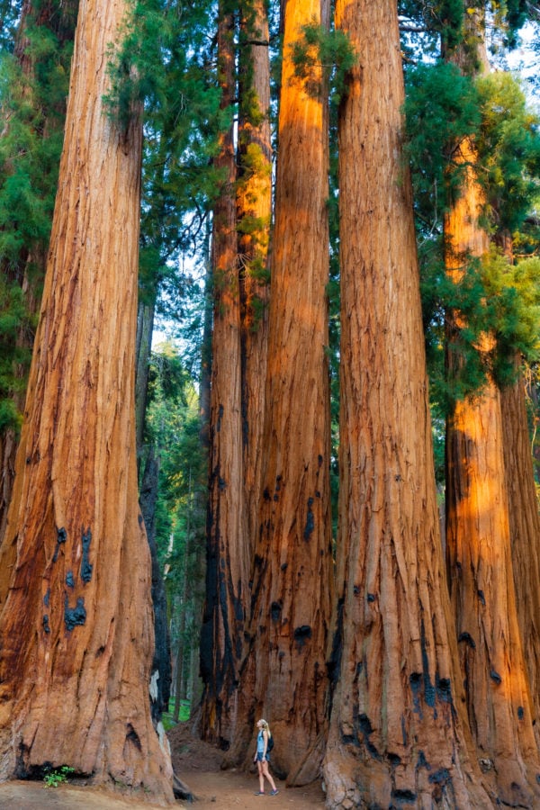 Ultimate Guide to the General Sherman Tree in Sequoia National Park