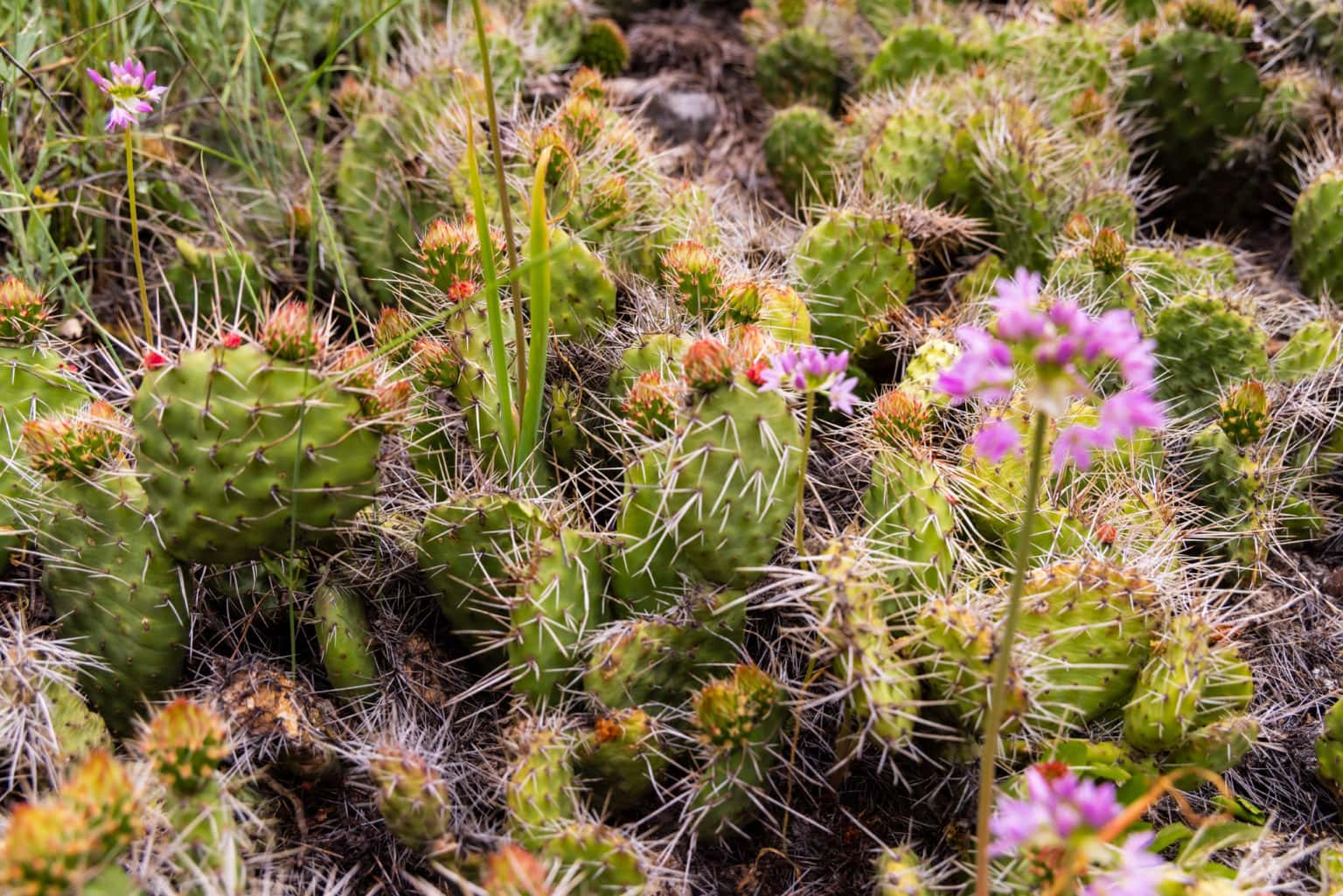 A 2026 guide to Great Basin National Park in Nevada