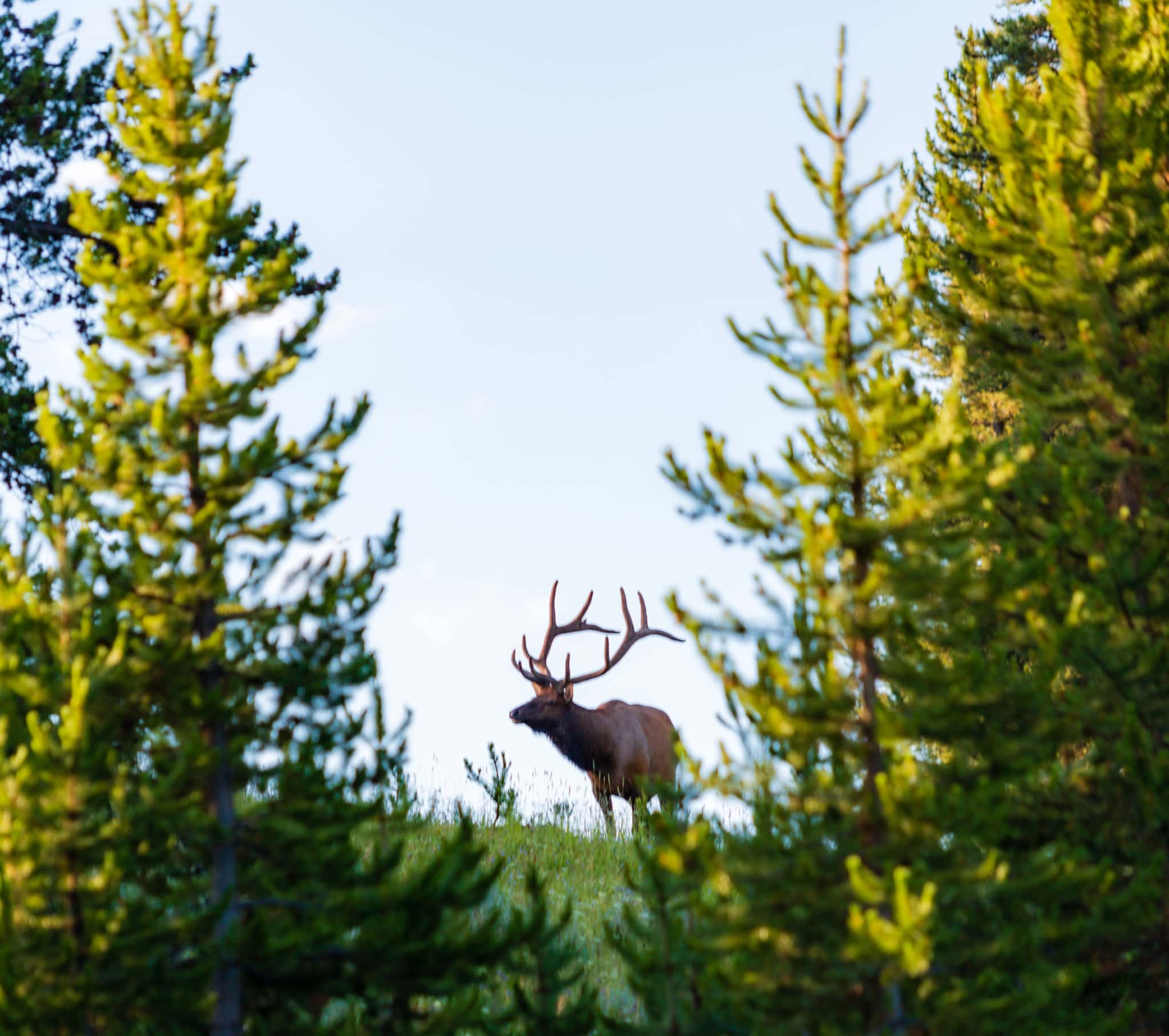 Ultimate Guide: 8-Day EPIC Glacier National Park to Yellowstone Road trip