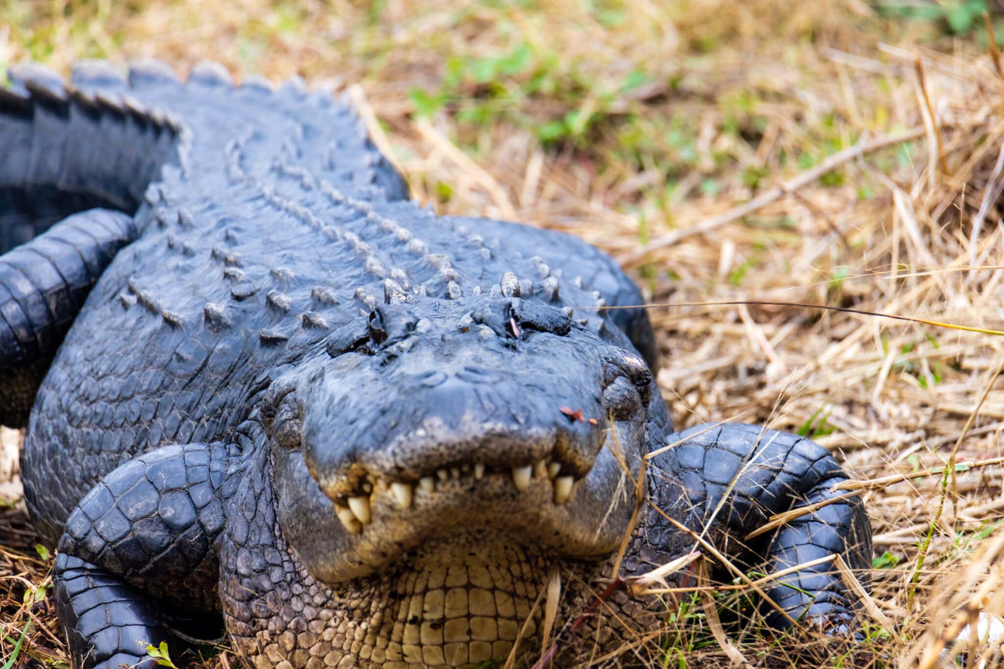 Are there Alligators in Texas? Absolutely and here's where to find them