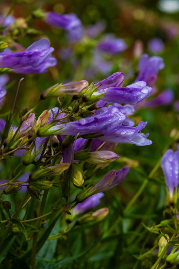 Unbeatable Views: Glacier National Park Photos - Explore with Alec