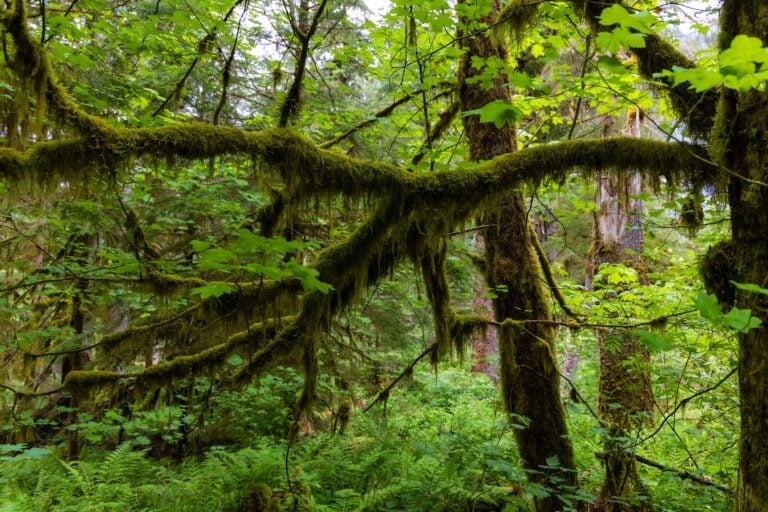 19 Beginner and Easy Hikes Near Seattle You'll Enjoy (From A Local)