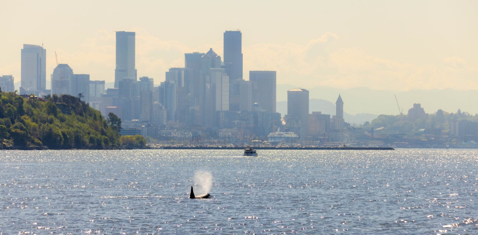 Seattle Whale Watching Guide: How to see Orcas, Humpbacks, and more!