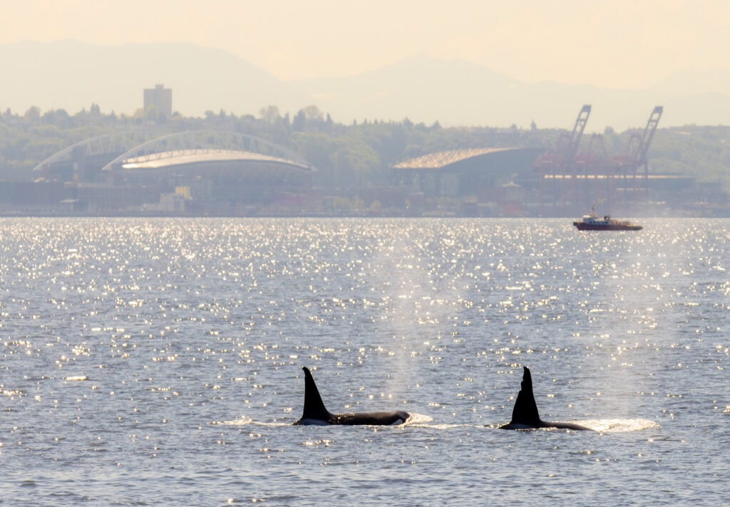 Whale Watching Seattle Guide: How to see Orcas, Humpbacks, and more ...