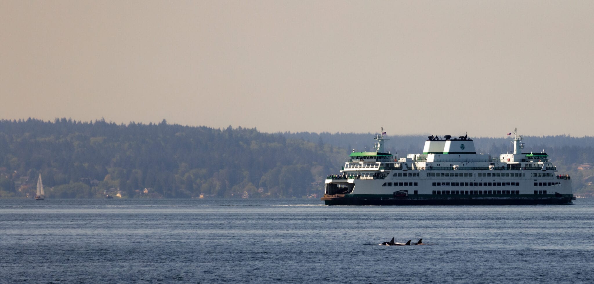 Seattle Whale Watching Guide: How to see Orcas, Humpbacks, and more!