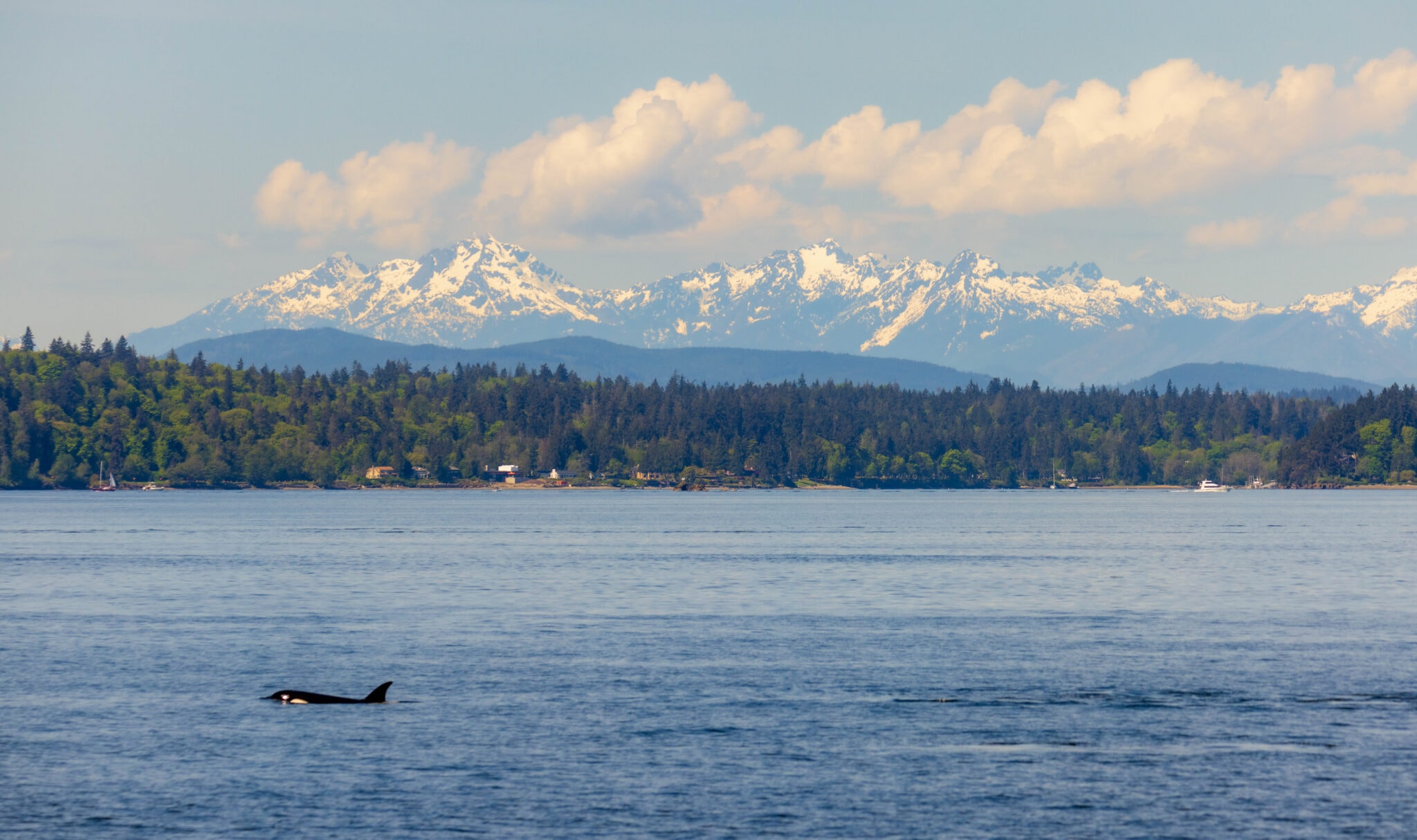 Seattle Whale Watching Guide: How to see Orcas, Humpbacks, and more!