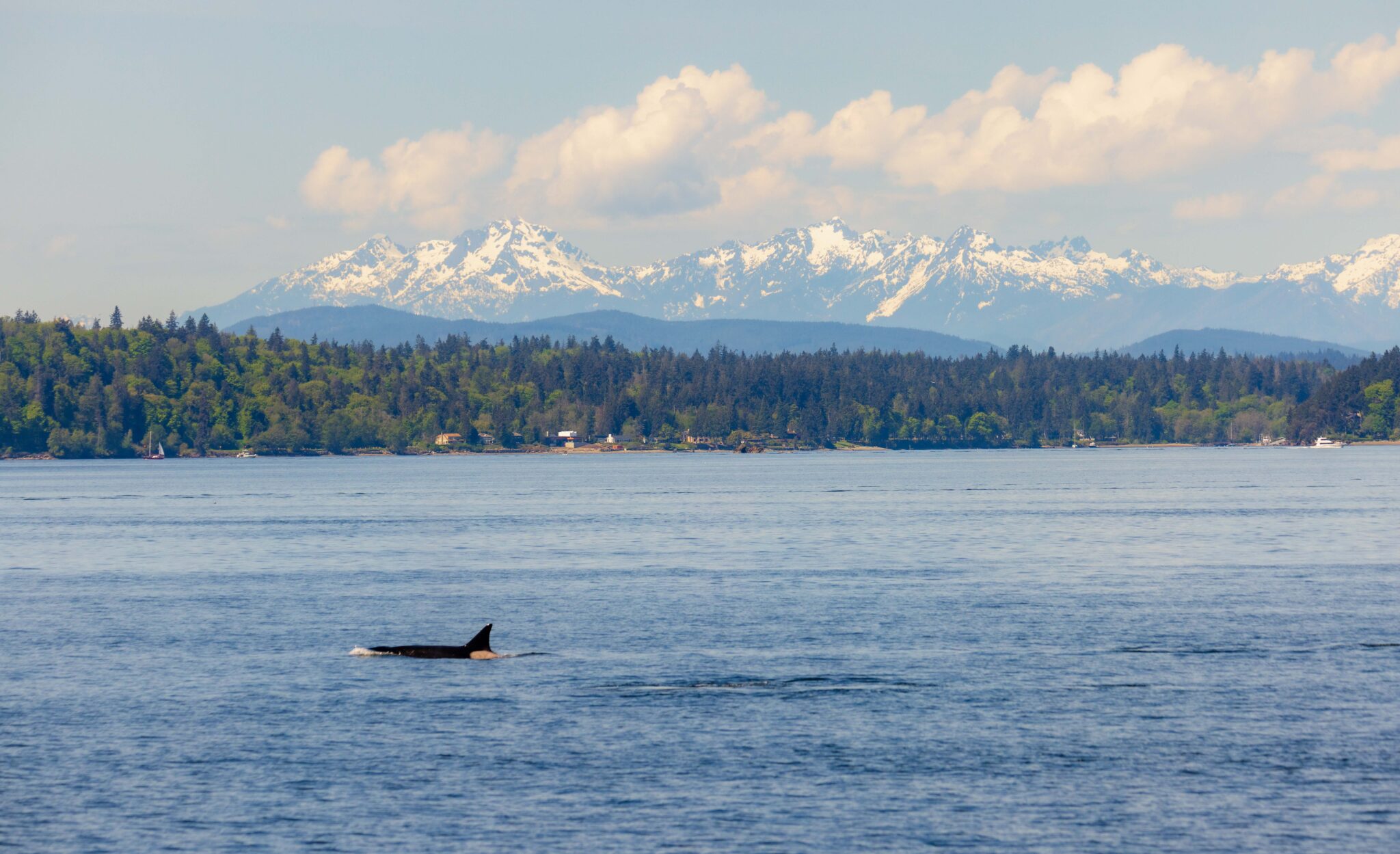 Seattle Whale Watching Guide: How to see Orcas, Humpbacks, and more!