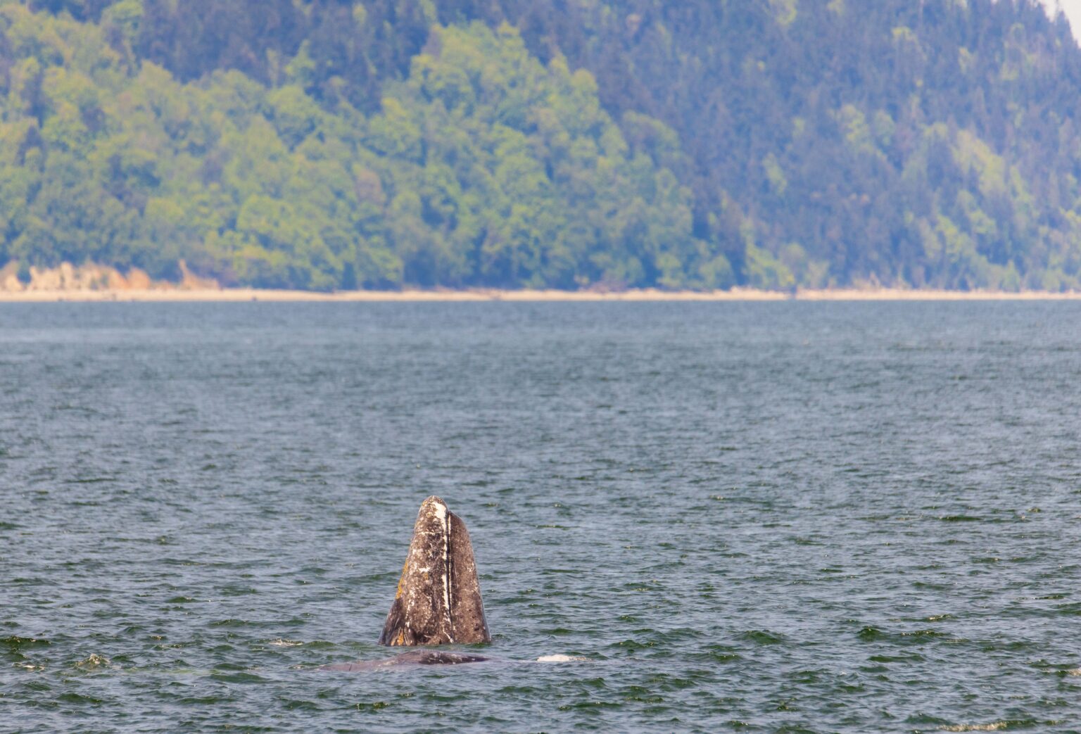 Seattle Whale Watching Guide: How to see Orcas, Humpbacks, and more!