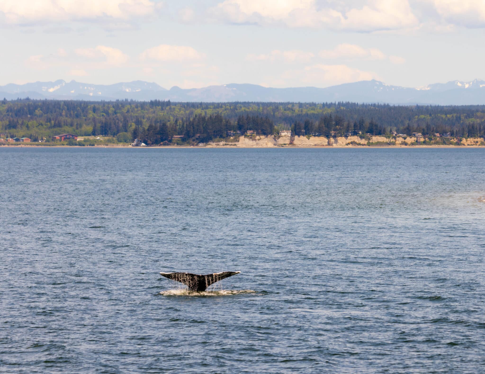 Seattle Whale Watching Guide: How to see Orcas, Humpbacks, and more!