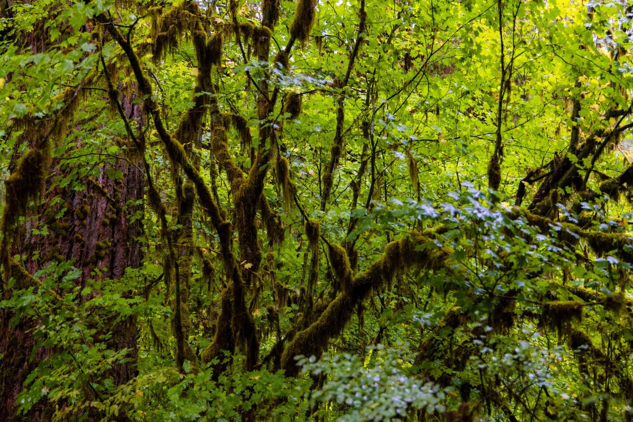 Hall of Mosses Trail: An Amazing Hike in Olympic National Park