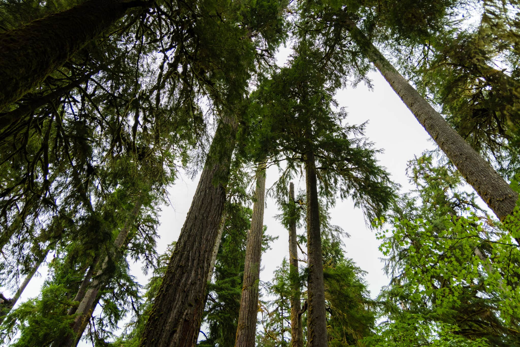Hall of Mosses Trail: An Amazing Hike in Olympic National Park