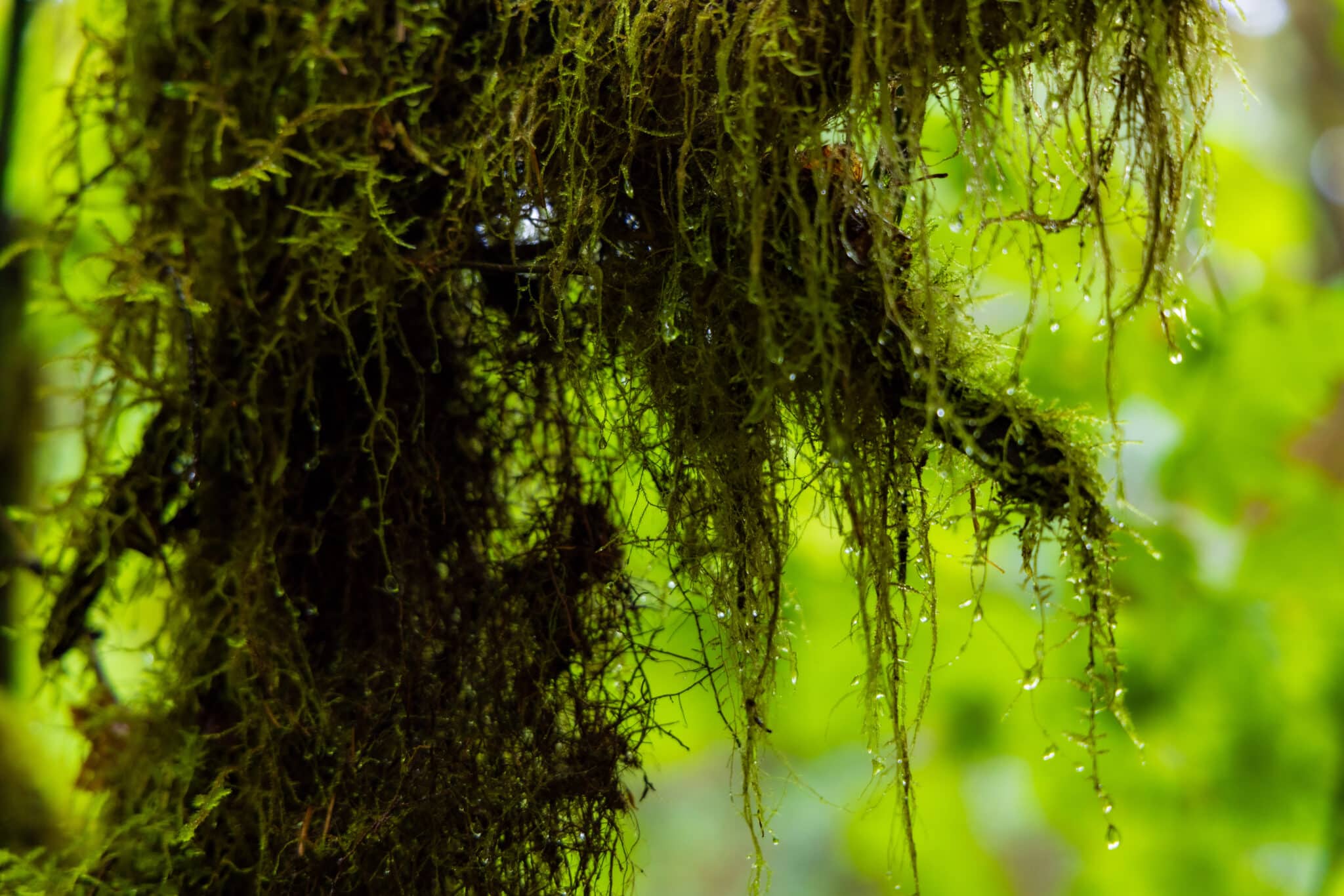 Hall of Mosses Trail: An Amazing Hike in Olympic National Park
