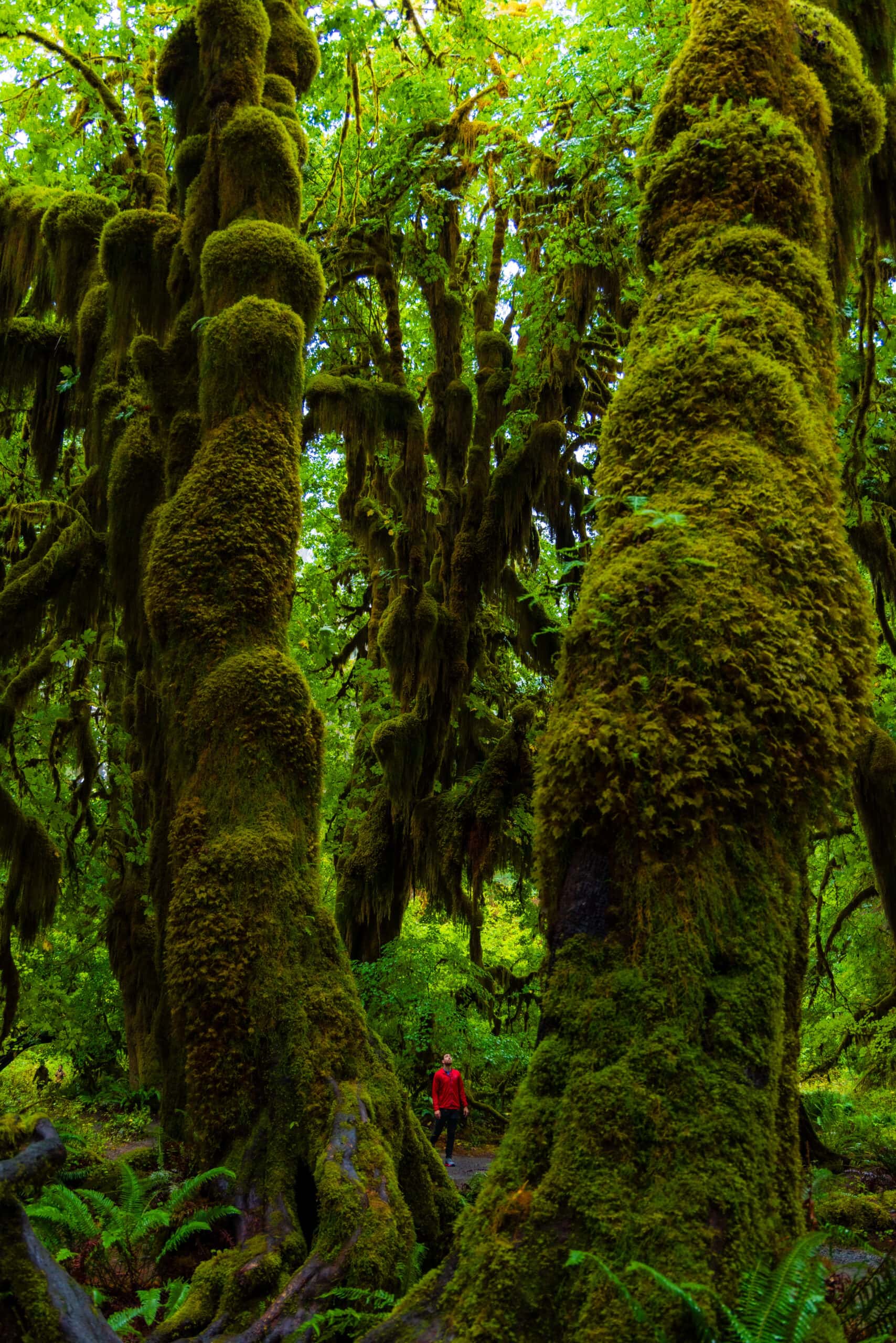 Hall of Mosses Trail: An Amazing Hike in Olympic National Park