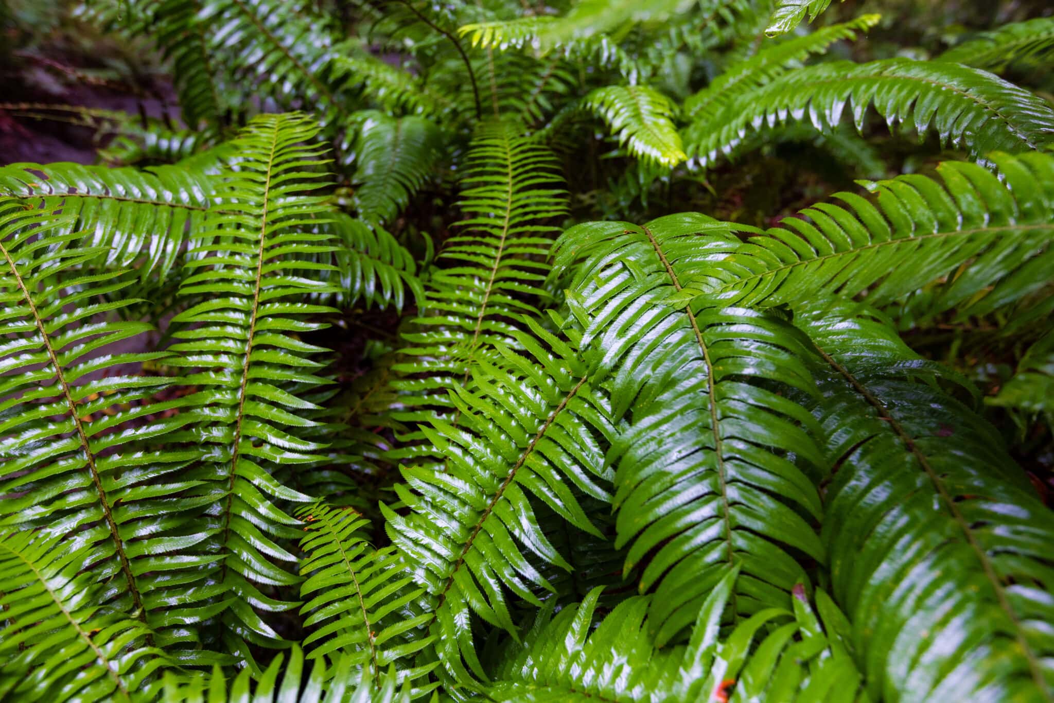 Hall of Mosses Trail: An Amazing Hike in Olympic National Park