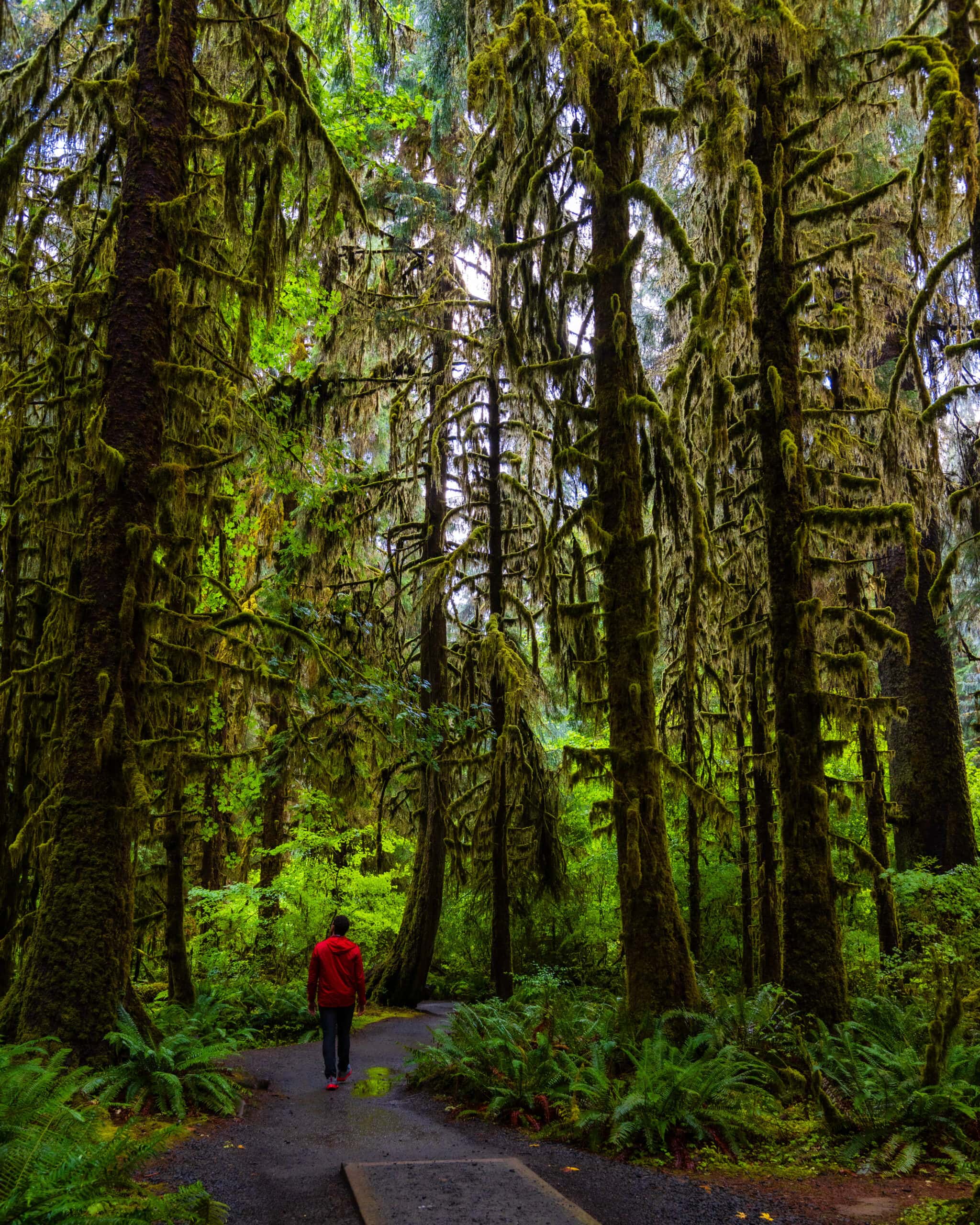 Hall of Mosses Trail: An Amazing Hike in Olympic National Park