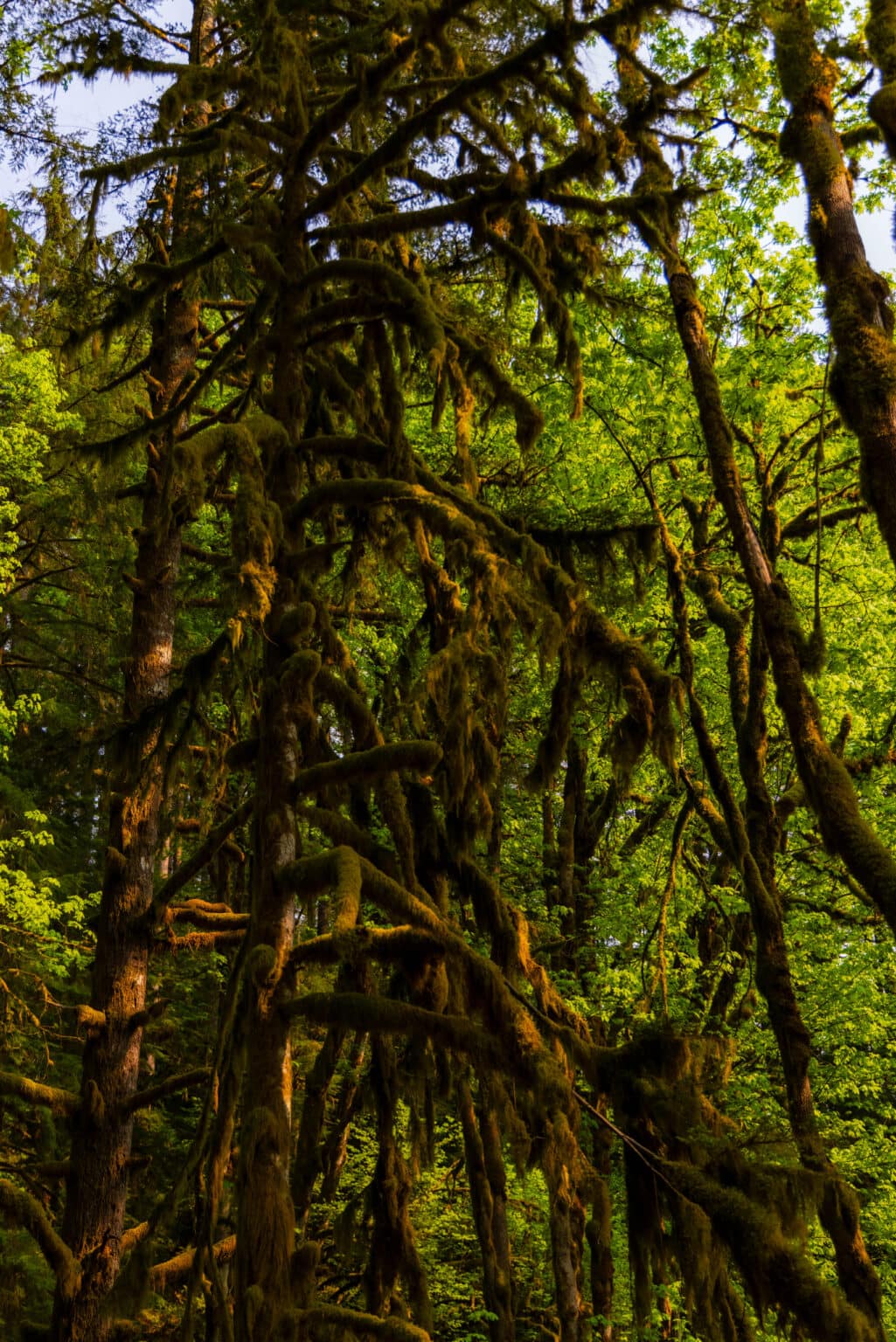 Wallace Falls Hike: The Best Waterfall Trail in Washington