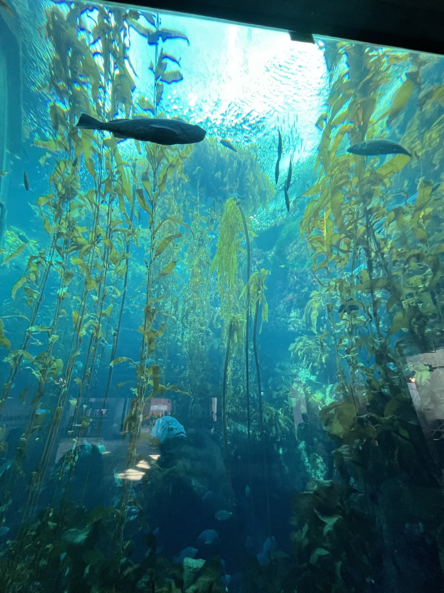The Worst Time to Visit Seattle + Things to do while you’re here (From ...