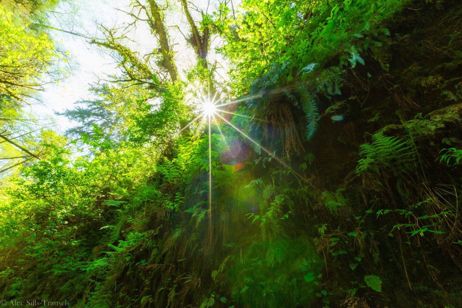Expert Guide to Fern Canyon Loop Trail in Redwood National Park