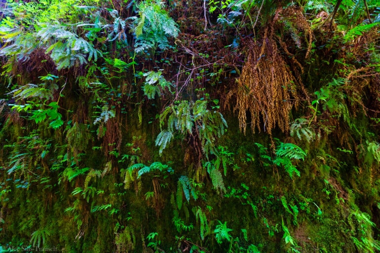Expert Guide to Fern Canyon Loop Trail in Redwood National Park