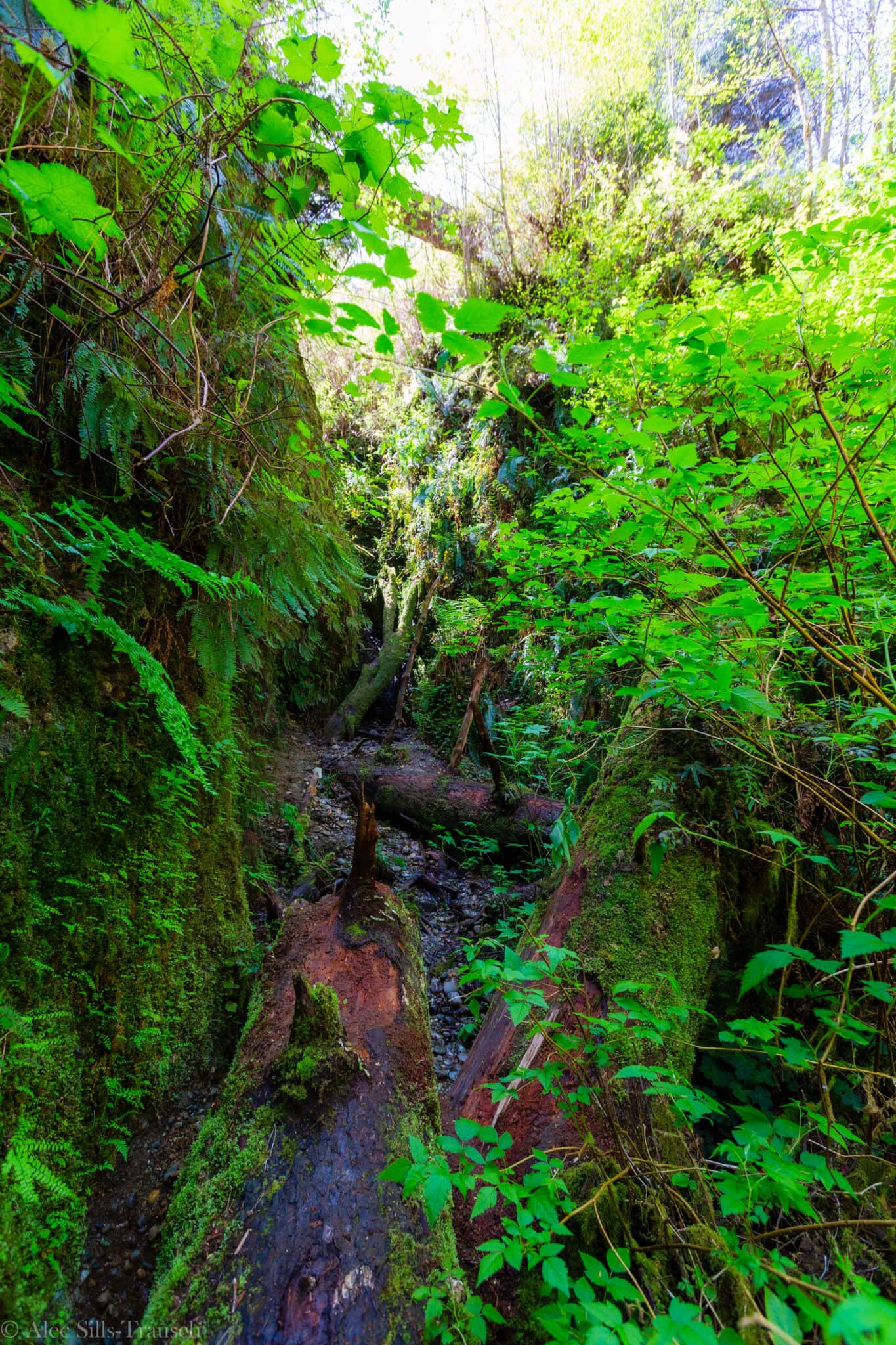 Expert Guide to Fern Canyon Loop Trail in Redwood National Park