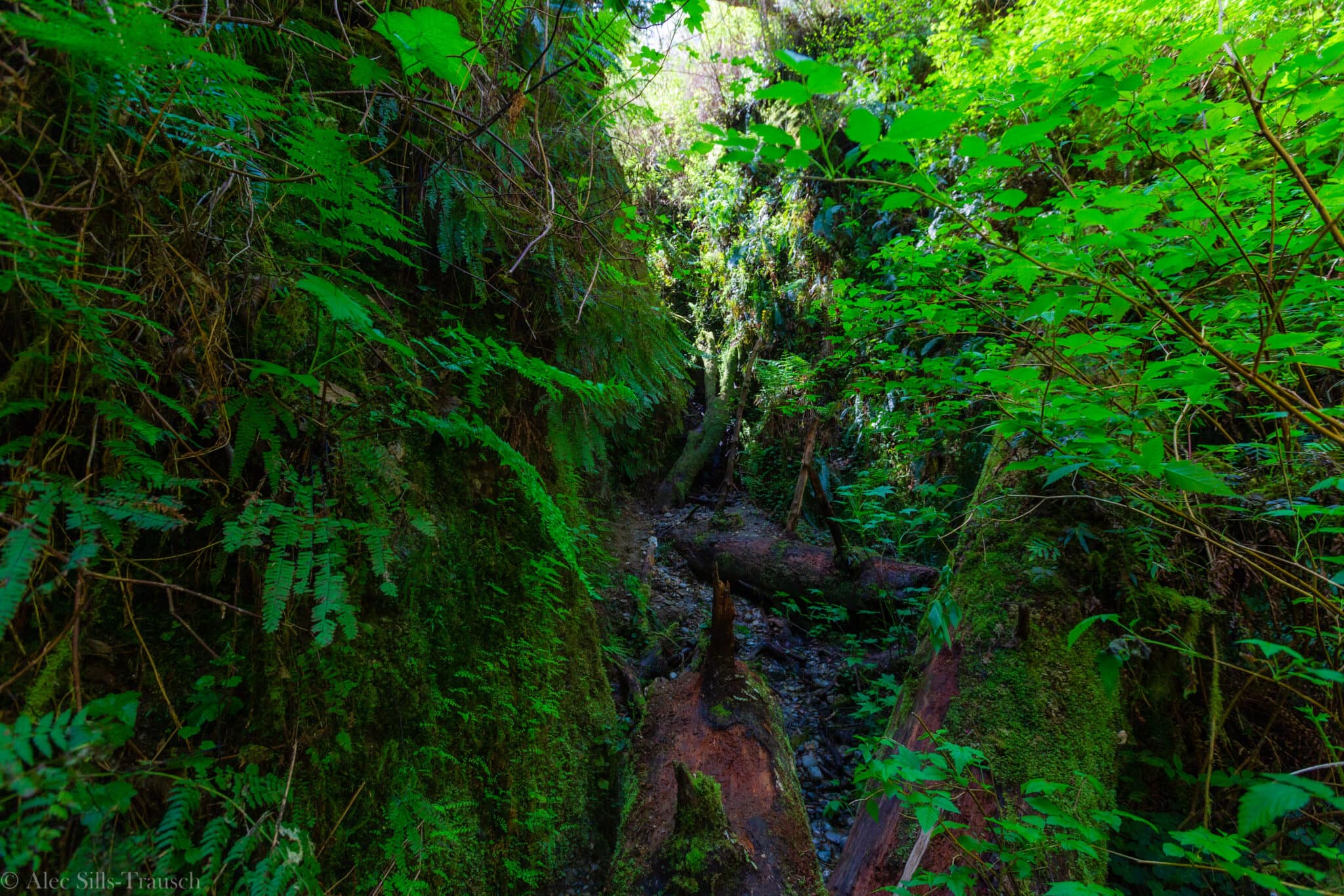 Expert Guide to Fern Canyon Loop Trail in Redwood National Park