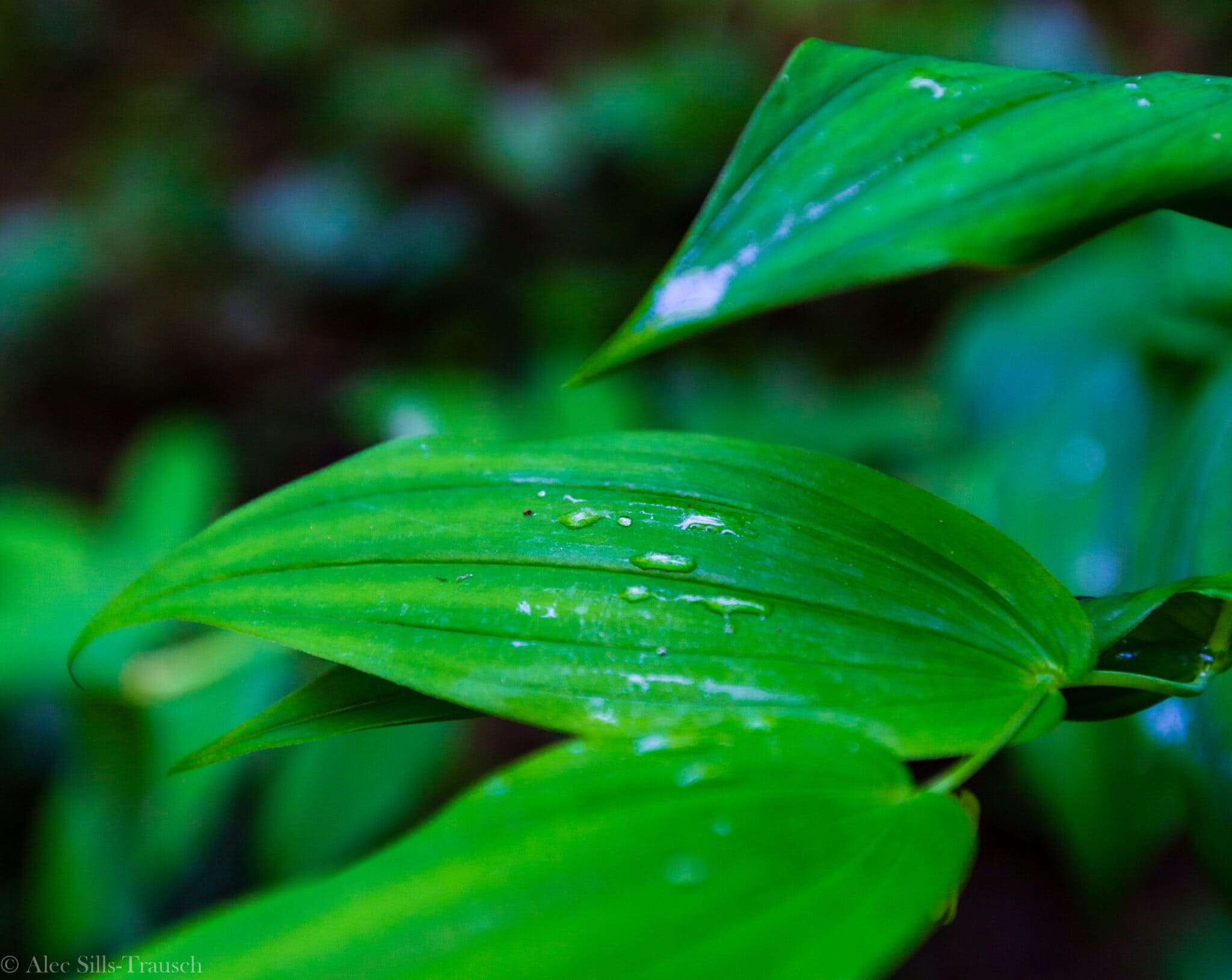 Expert Guide to Fern Canyon Loop Trail in Redwood National Park