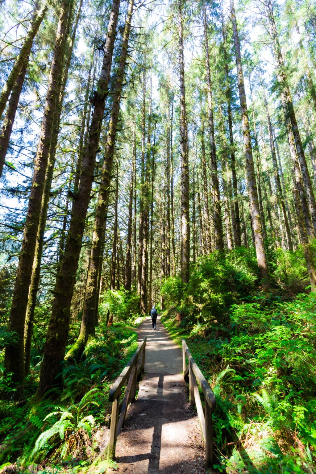 Expert Guide to Fern Canyon Loop Trail in Redwood National Park