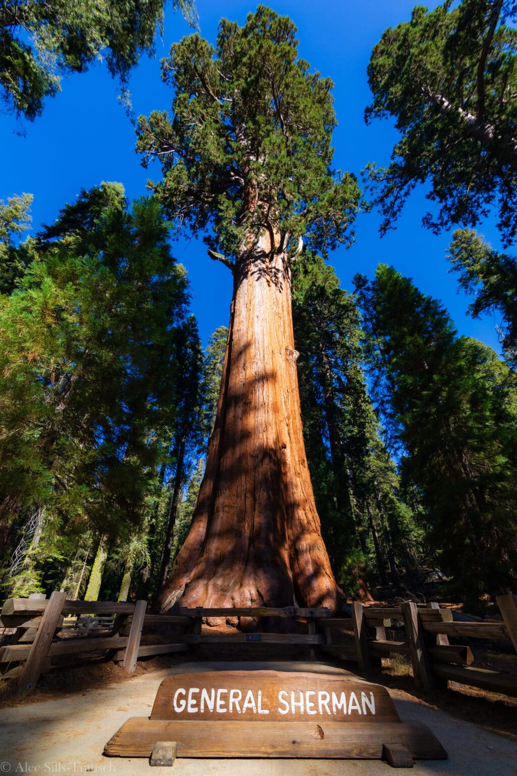 Ultimate Guide to the General Sherman Tree in Sequoia National Park