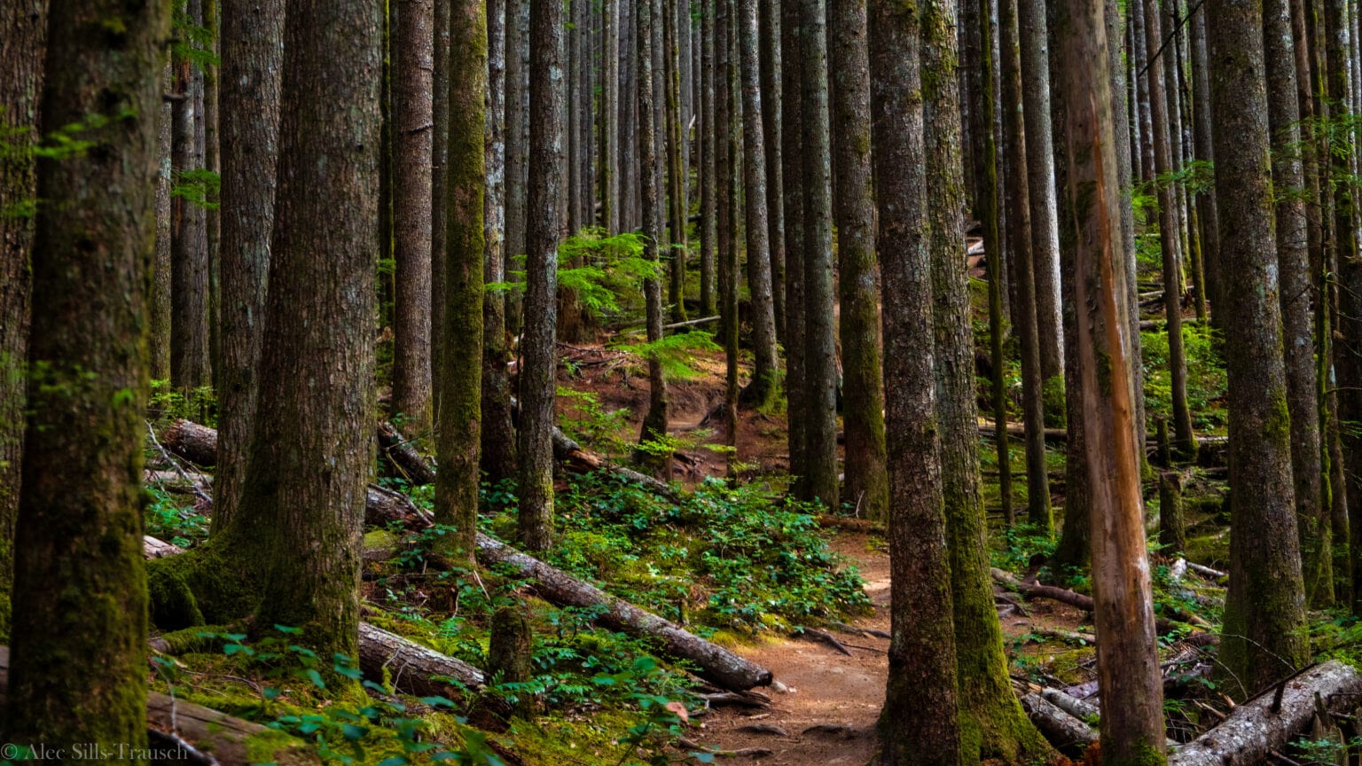 Expert Guide to the Heybrook Lookout Trail in Washington