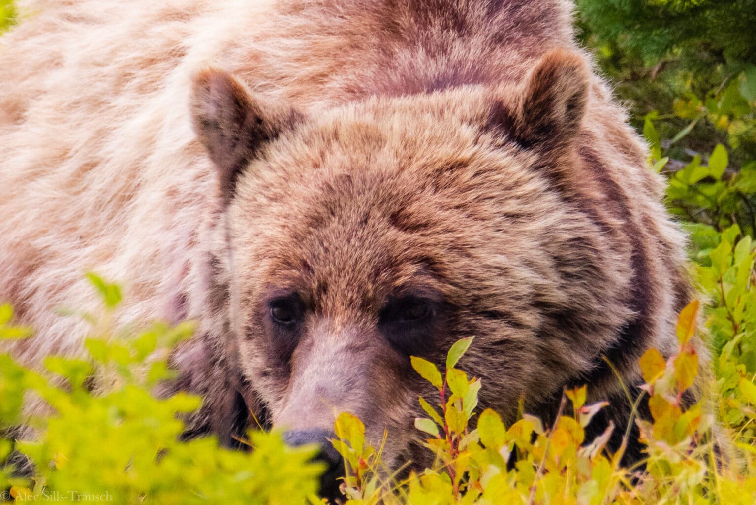 Expert Hiking Guide to Iceberg Lake in Glacier National Park