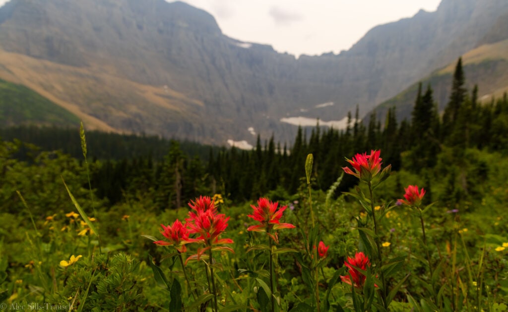 Expert Hiking Guide to Iceberg Lake in Glacier National Park