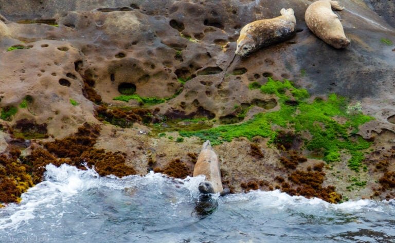 Guide To Beautiful Point Lobos State Natural Reserve In California