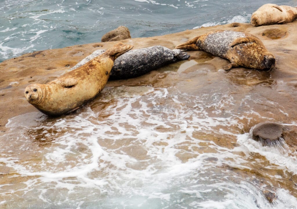 Guide To Beautiful Point Lobos State Natural Reserve In California