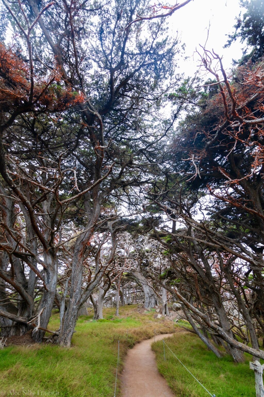 Guide To Beautiful Point Lobos State Natural Reserve In California