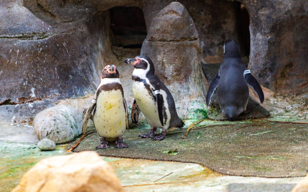 Santa Barbara Zoo Photos: What You'll See When You Visit