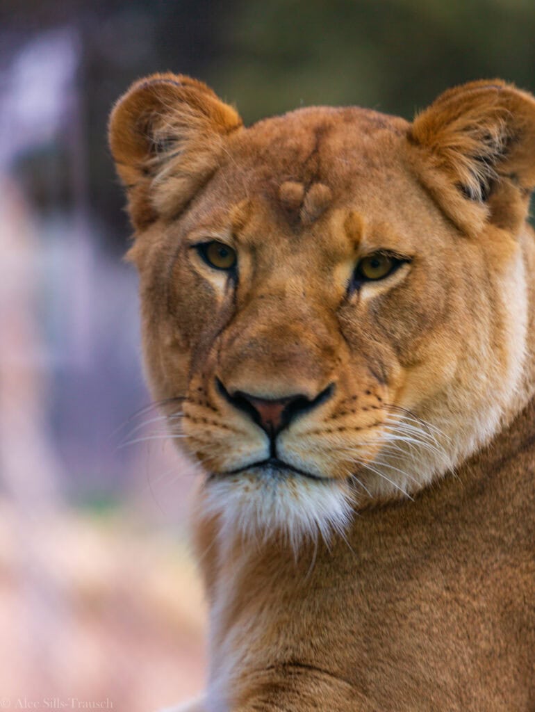 Santa Barbara Zoo Photos: What You'll See When You Visit