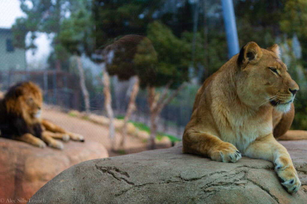 Santa Barbara Zoo Photos: What You'll See When You Visit