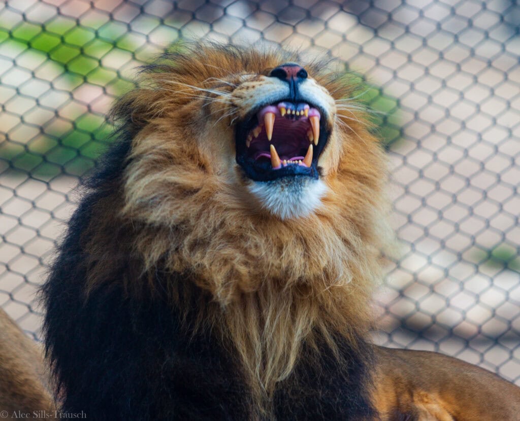 Santa Barbara Zoo Photos: What You'll See When You Visit